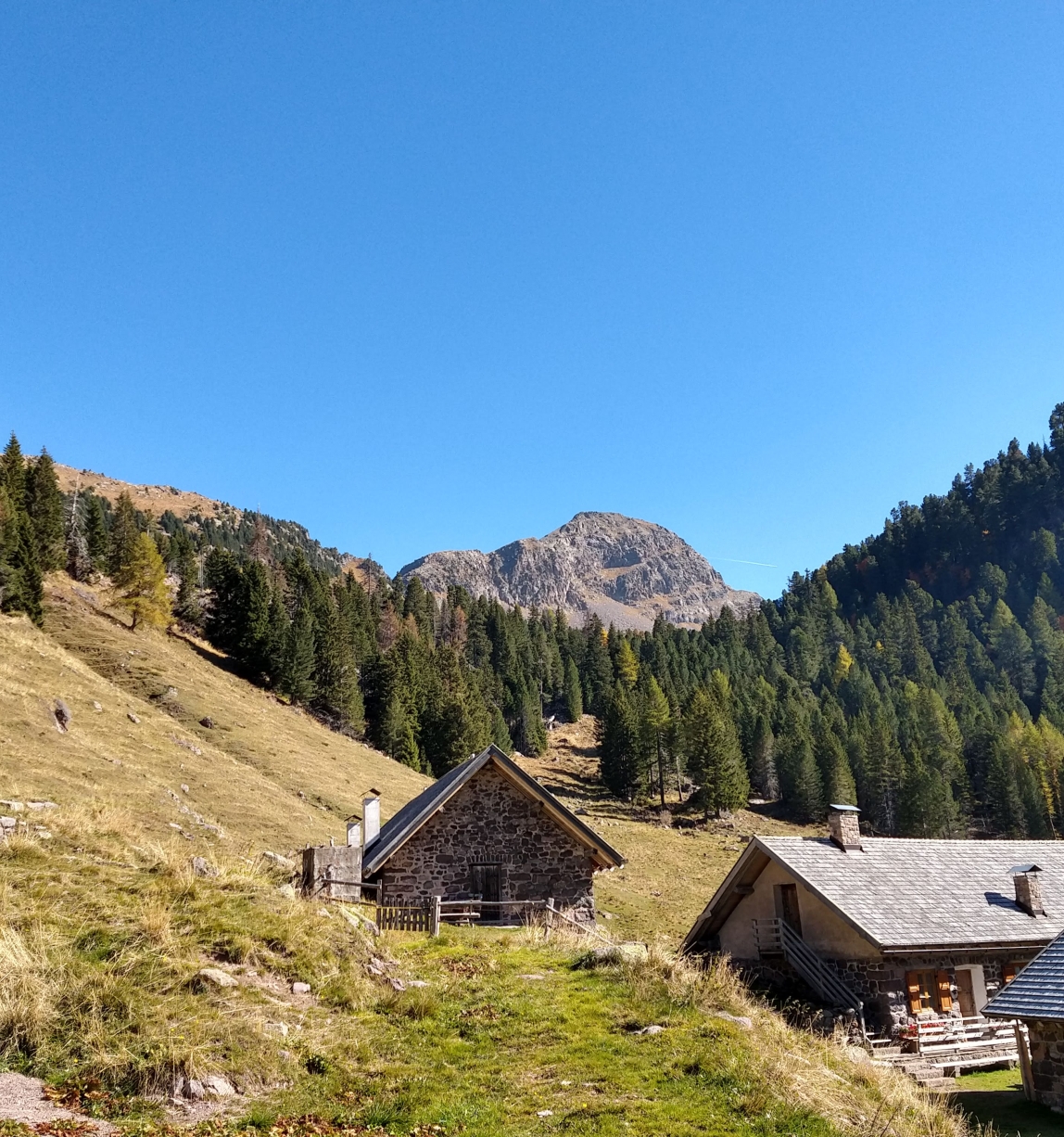 Ecco il nuovo Standard di gestione forestale per l’Italia | Forest ...