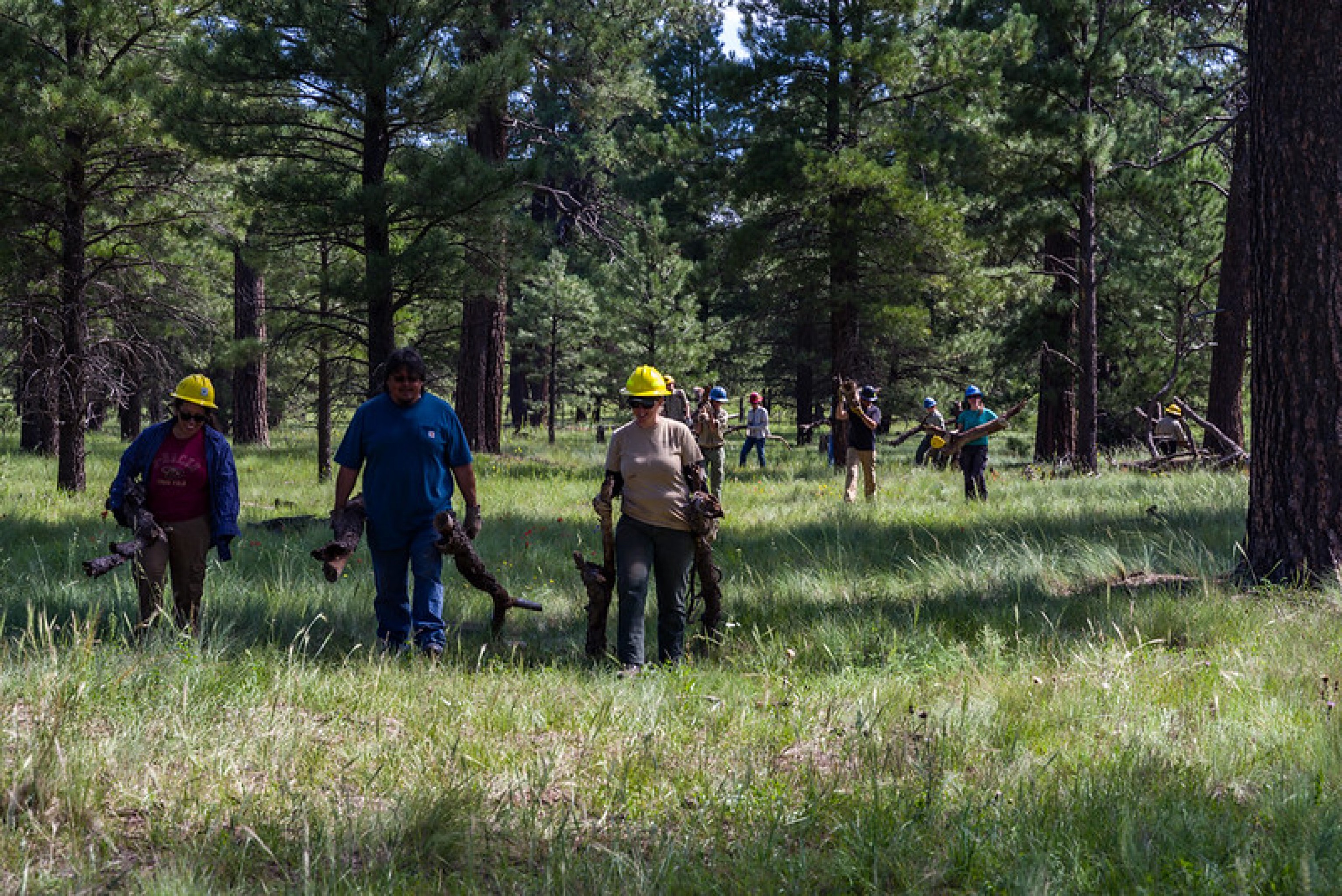 Pubblicata la traduzione del nuovo standard di Gruppo FSC | Forest ...